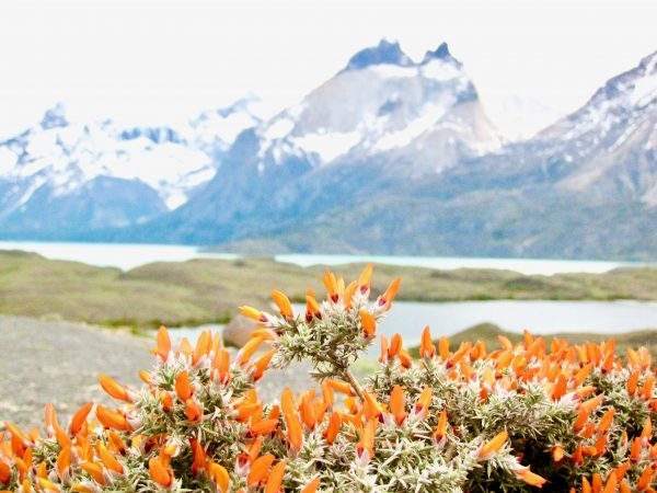 Photos of Patagonia, from penguins to mountains and glaciers!