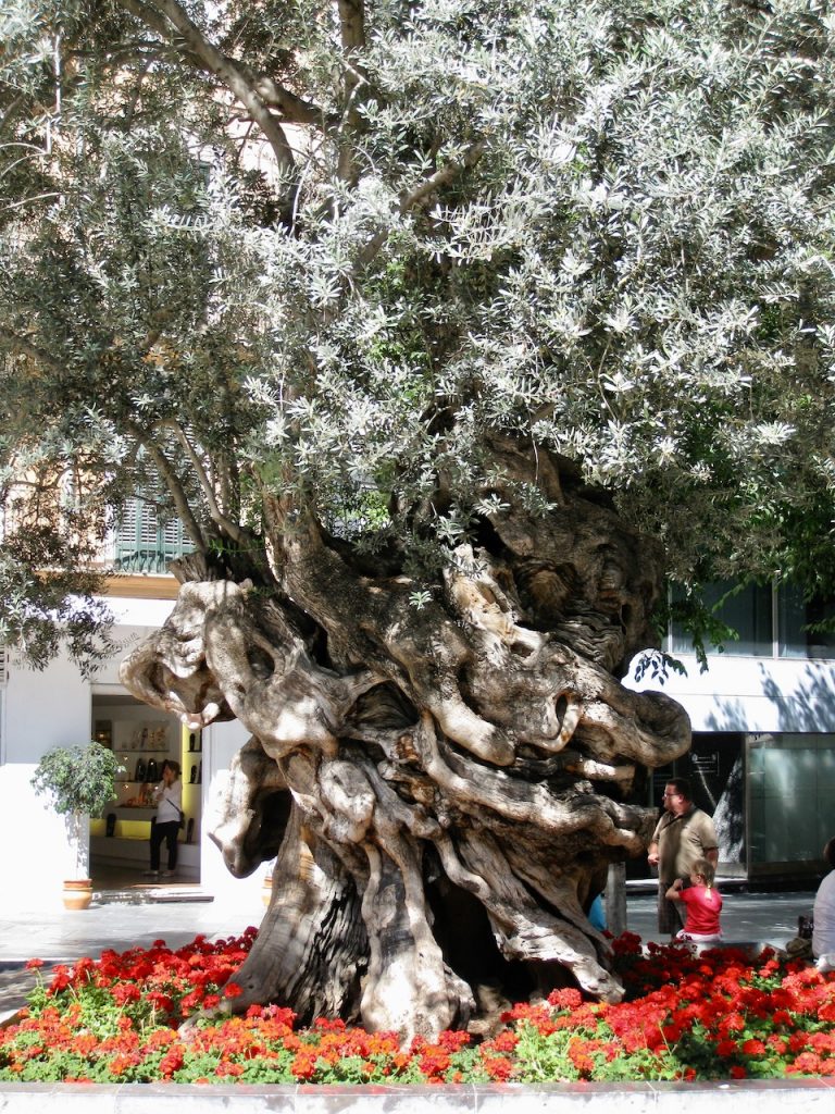Things to see in Palma de Mallorca - walking route | Velvet Escape