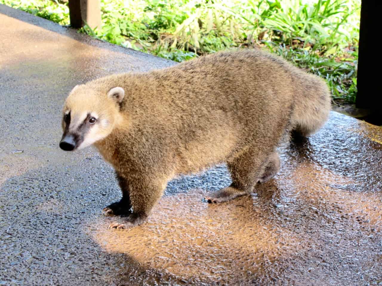 A coati guides me to the Iguazu Falls