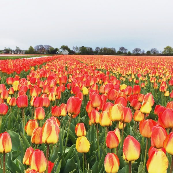 The tulip fields of Holland - where to see them and how to get there