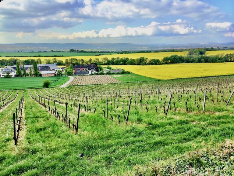 Discovering the history of Rheingau wine | Velvet Escape
