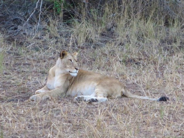A magical safari in the Phinda Private Game Reserve