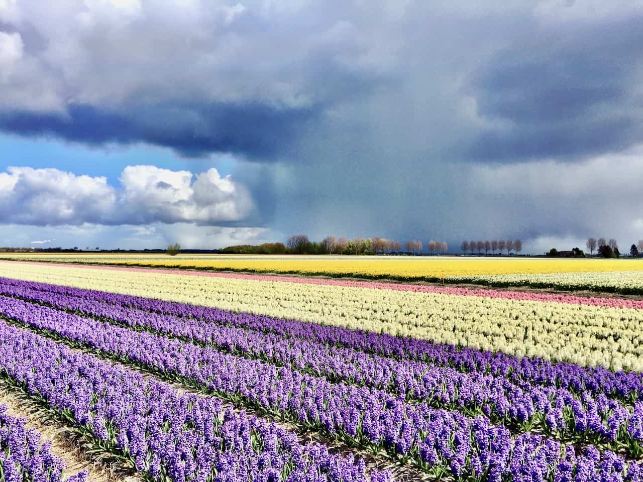 Driving route to see the famous tulip fields of Holland by car