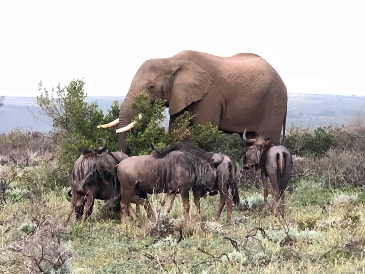 Gondwana Game Reserve - a luxurious Big-5 safari game reserve near Cape ...