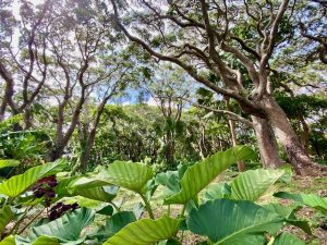 Best things to do in Barbados: attractions, tours & food | Velvet Escape