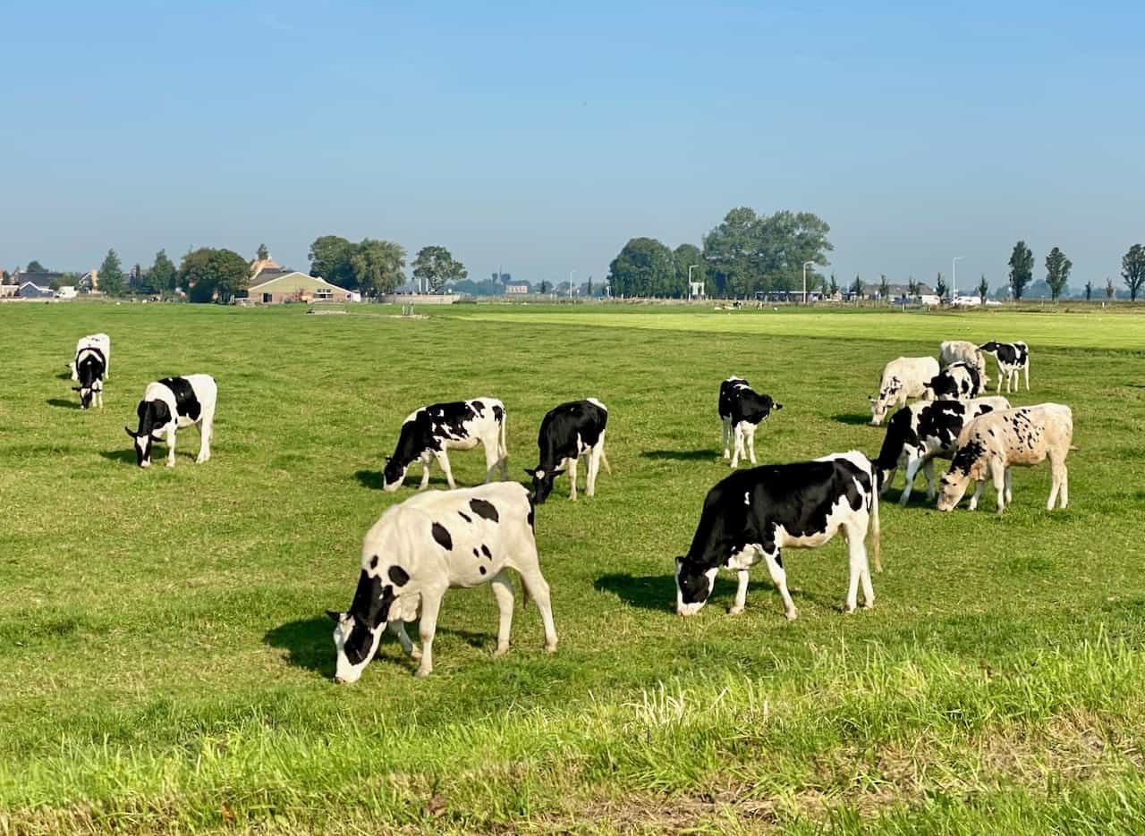 Guide to the best places to visit in Friesland on a road trip | Velvet ...