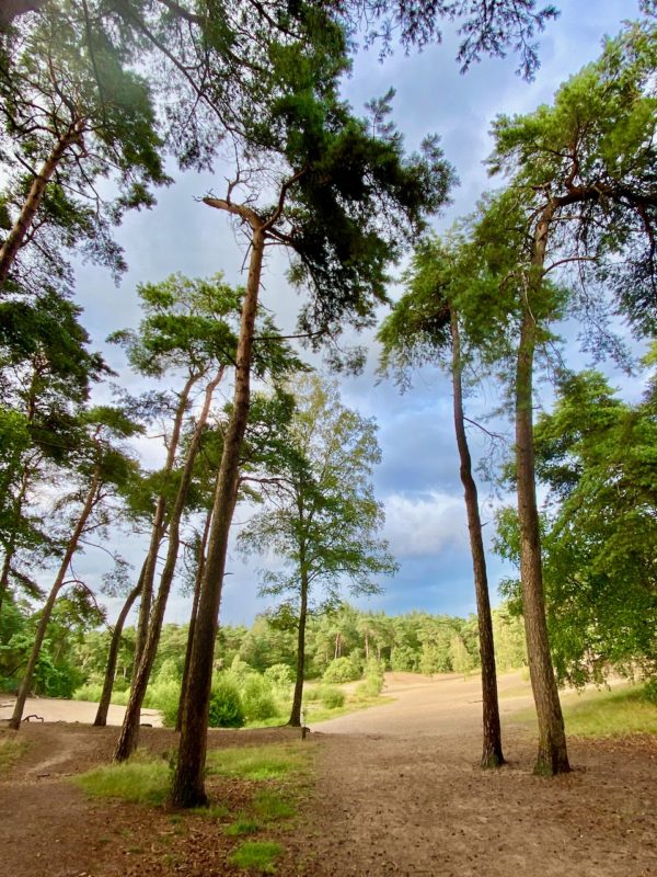 A forest retreat in the Utrechtse Heuvelrug | Velvet Escape
