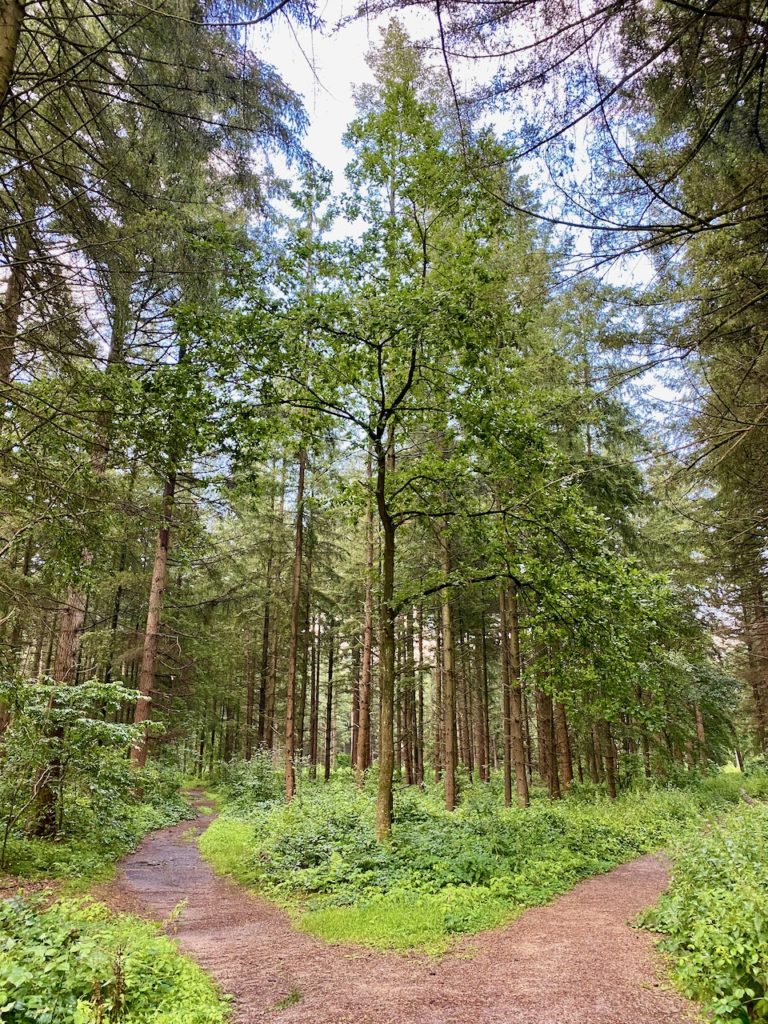 A forest retreat in the Utrechtse Heuvelrug | Velvet Escape