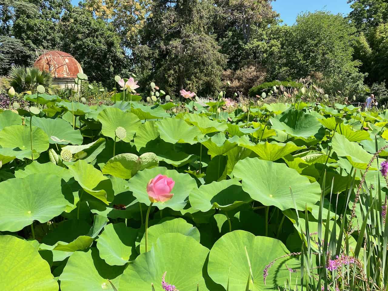 Things to do in Montpellier, France | Velvet Escape