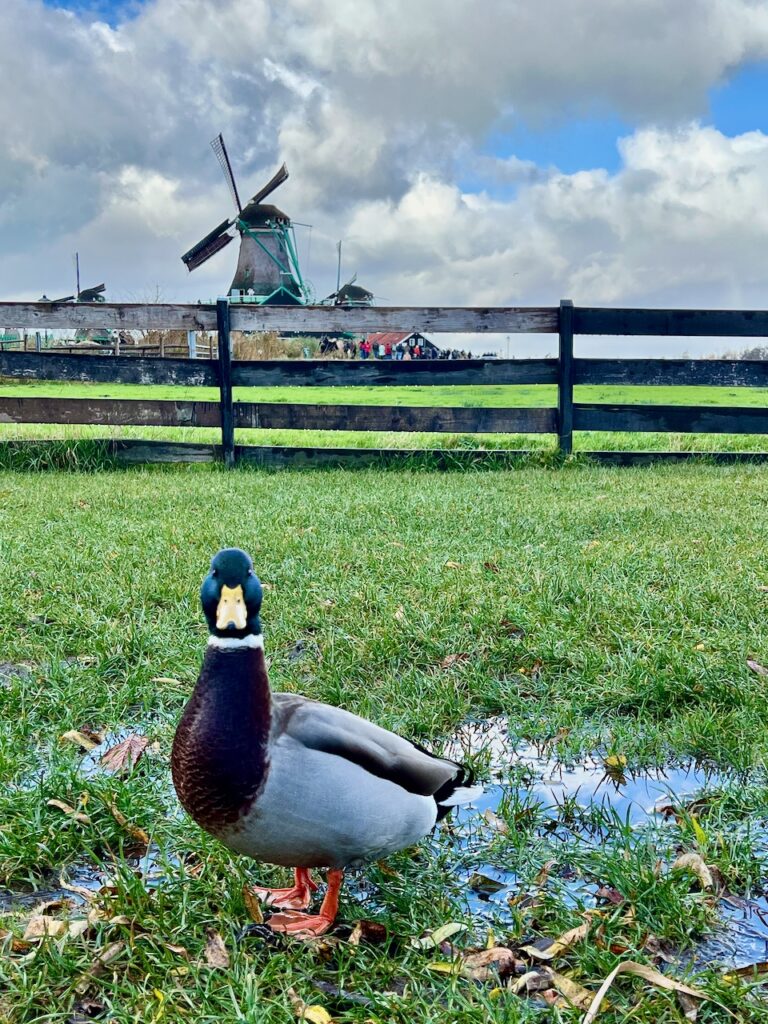 Things to see and do in Zaanse Schans | Velvet Escape